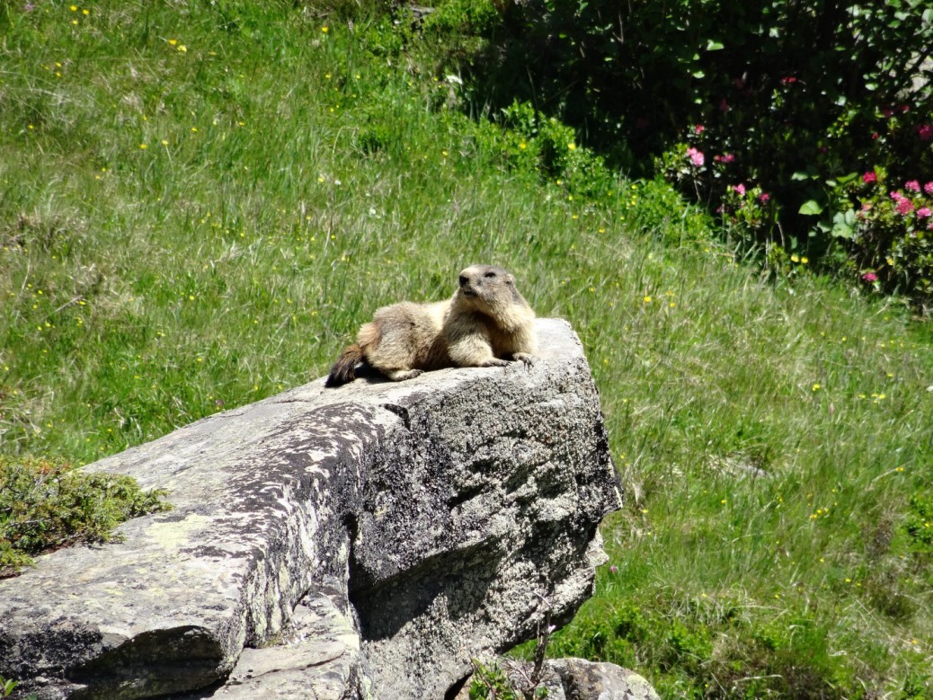 Murmeltiere - Wo man sie garantiert in den Alpen beobachten kann