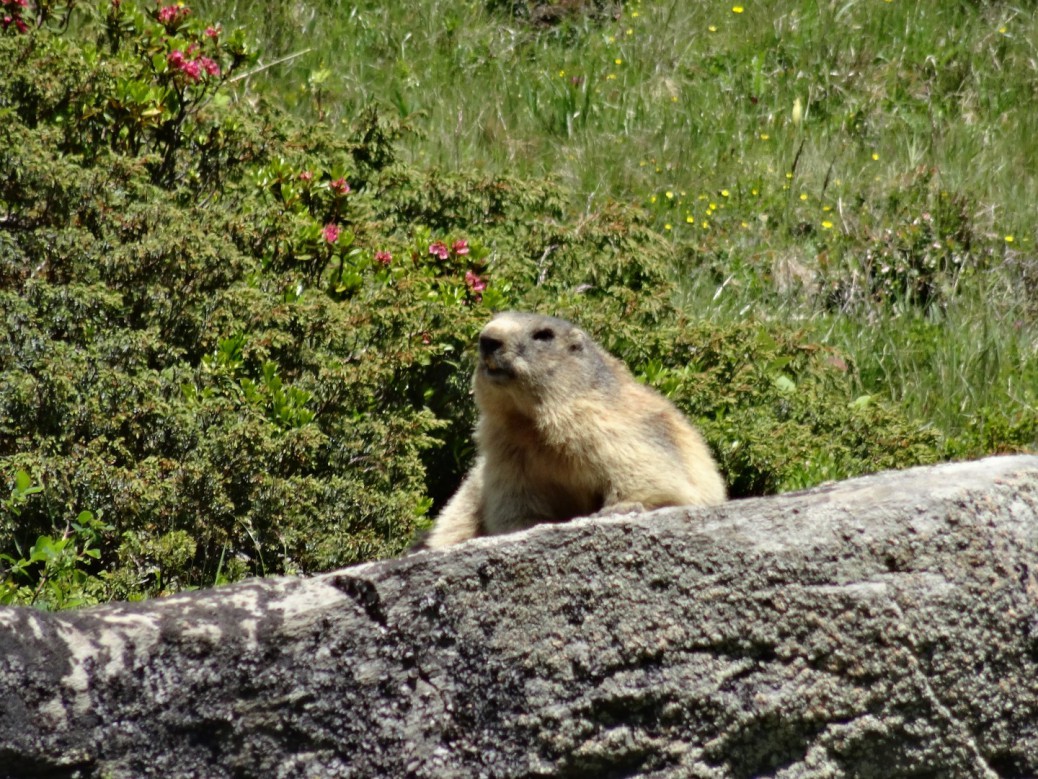 Murmeltiere - Wo man sie garantiert in den Alpen beobachten kann