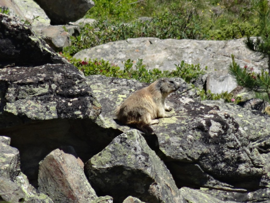 Murmeltiere - Wo man sie garantiert in den Alpen beobachten kann